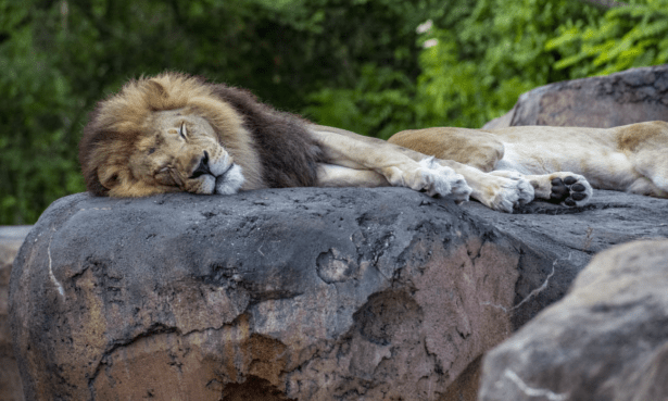 Eli’s Animal Kingdom Tour Part 1 – Entertainment Junkie Blog